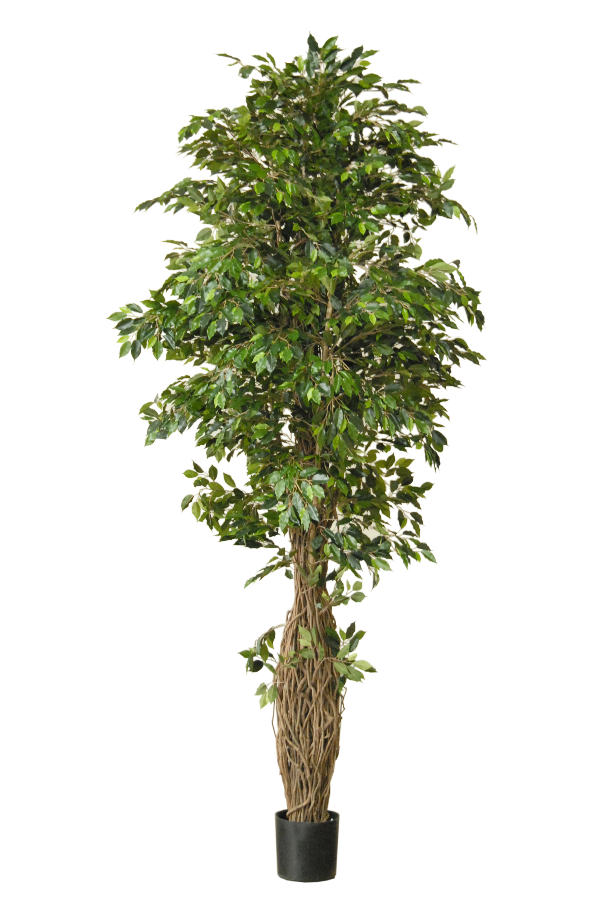 Ficus benjamina lianen h330cm p groen | Fcsl.es